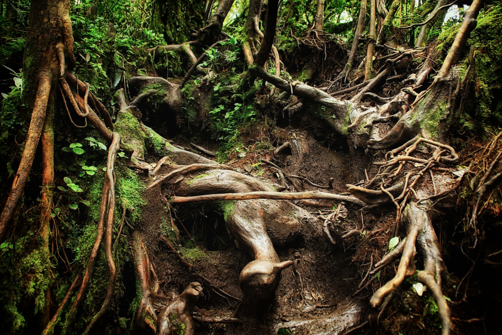 Our Roots Ground Us - Arbor Psychology Group - Functional Family Therapy